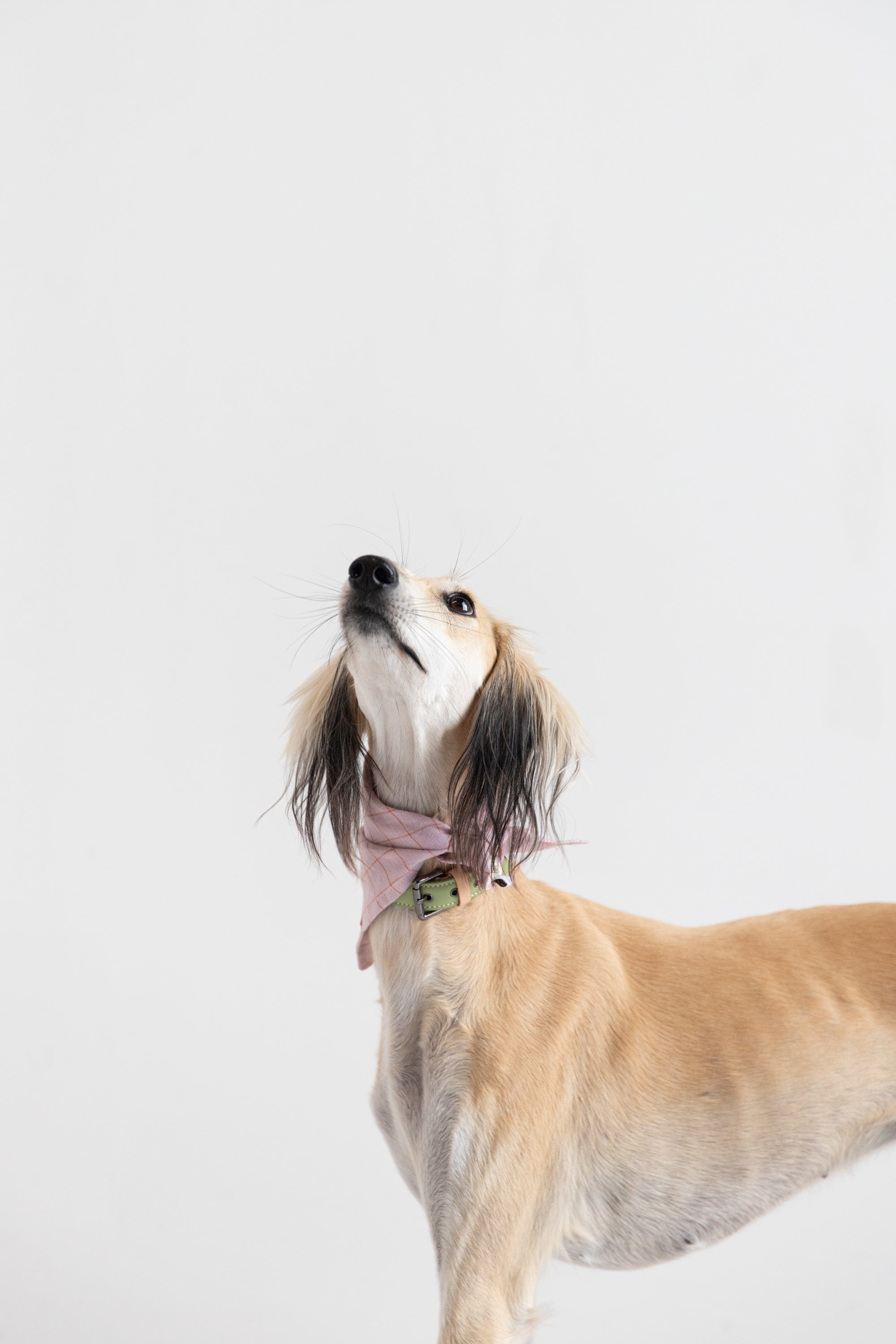 VOLDOG dog's accessories and lifestyle for modern dogs.