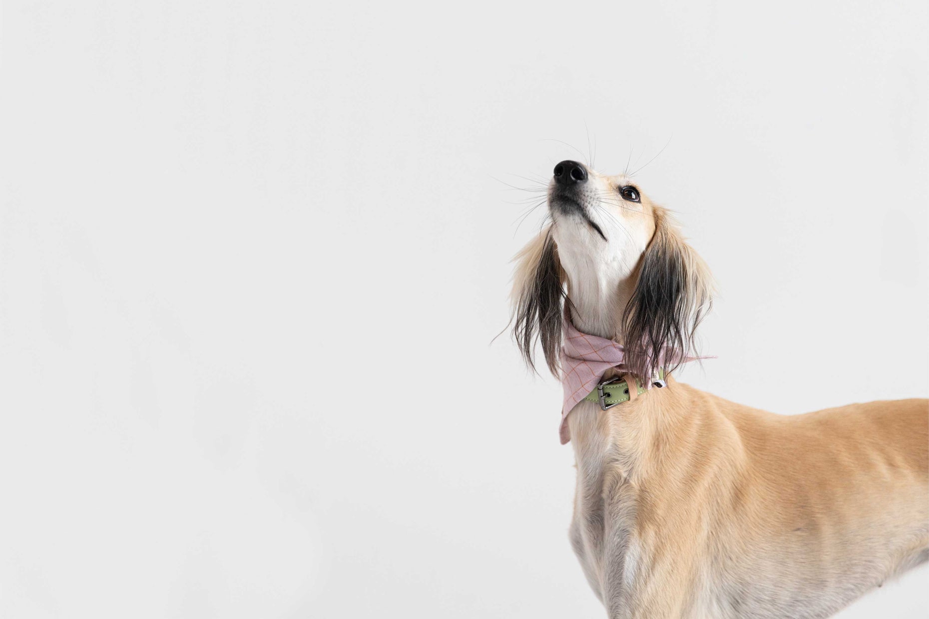 VOLDOG dog's accessories and lifestyle for modern dogs.