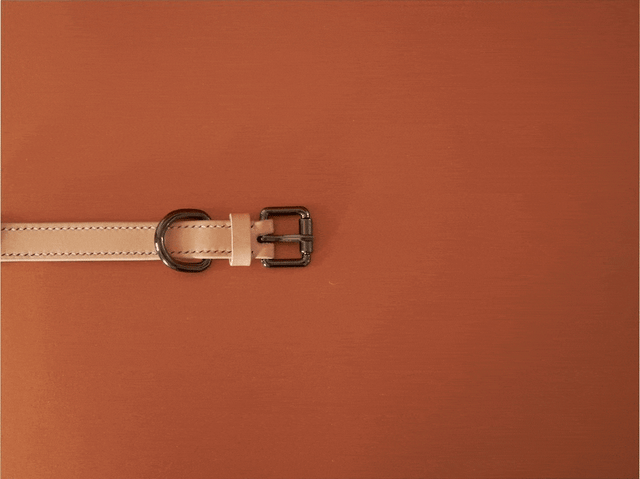 VOLDOG dog's accessories and lifestyle for modern dogs.